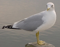 Names of birds in the Celtic languages